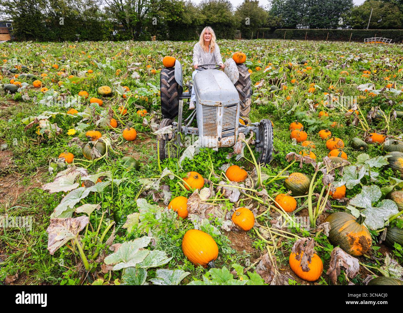 tulleys Farm West Sussex England 20 Sep 2025 The seasonal Pumpkin ...