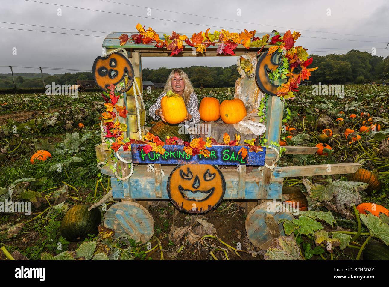tulleys Farm West Sussex England 20 Sep 2025 The seasonal Pumpkin ...