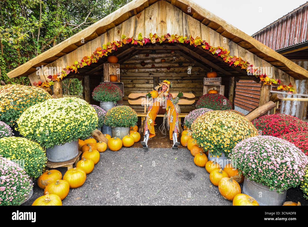 tulleys Farm West Sussex England 20 Sep 2025 The seasonal Pumpkin ...