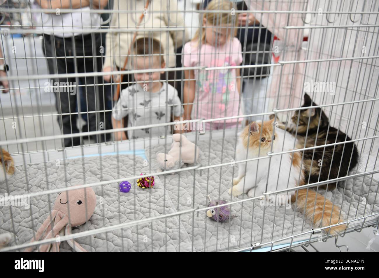 International Cat Show 2025 - WCF Jubilee attracts numerous visitors on ...