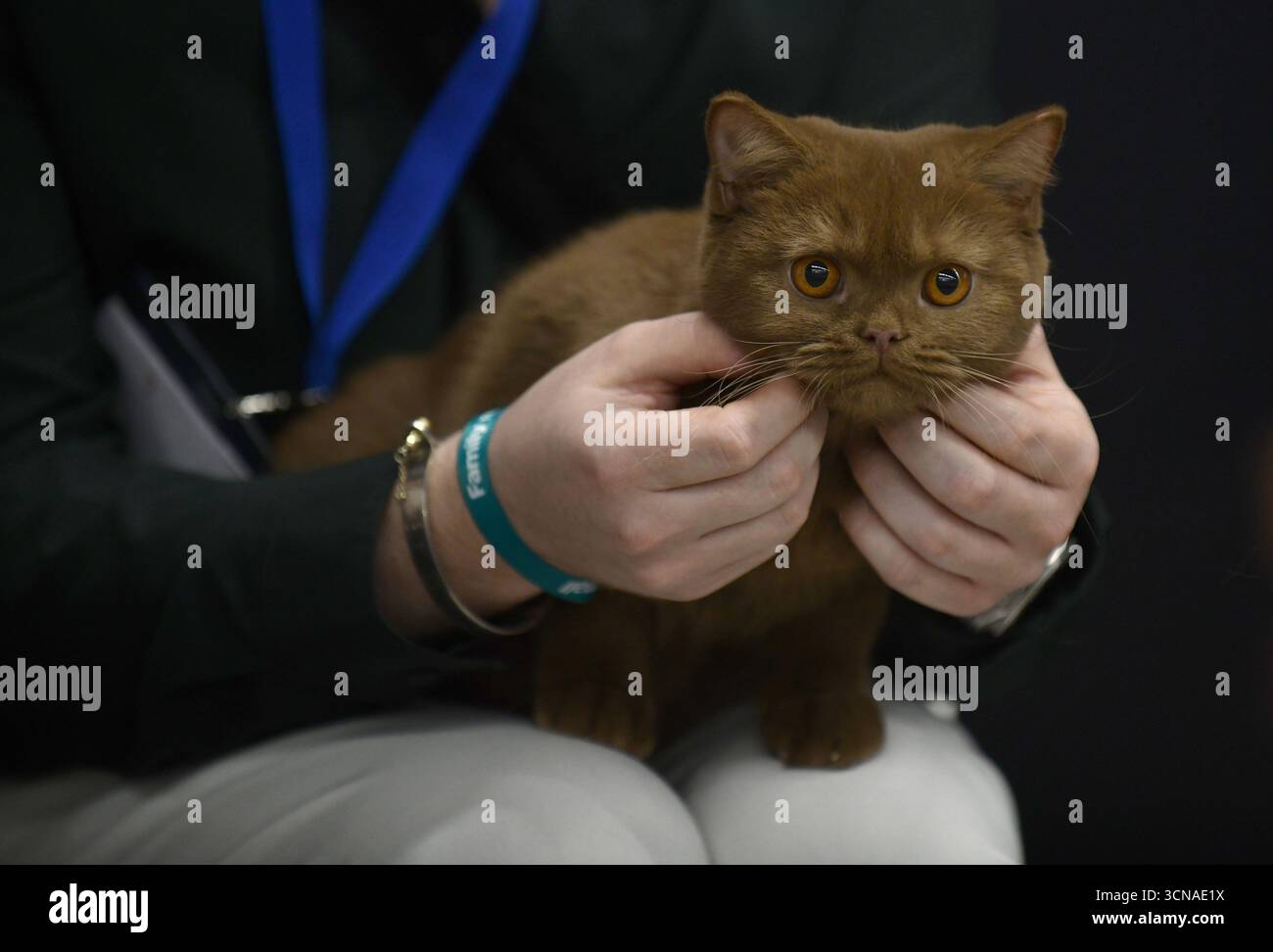 Zagreb, Croatia. 20th Sep, 2025. International Cat Show 2025 - WCF ...