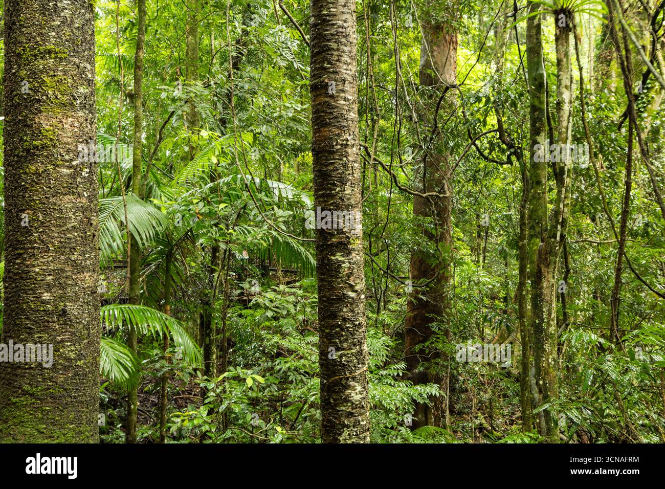 Dense tropical rainforest with tall trees and lush green vegetation ...
