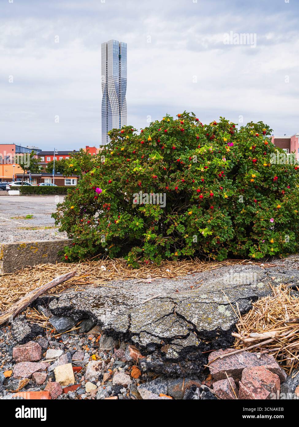 Lush bush filled colorful hi-res stock photography and images - Alamy