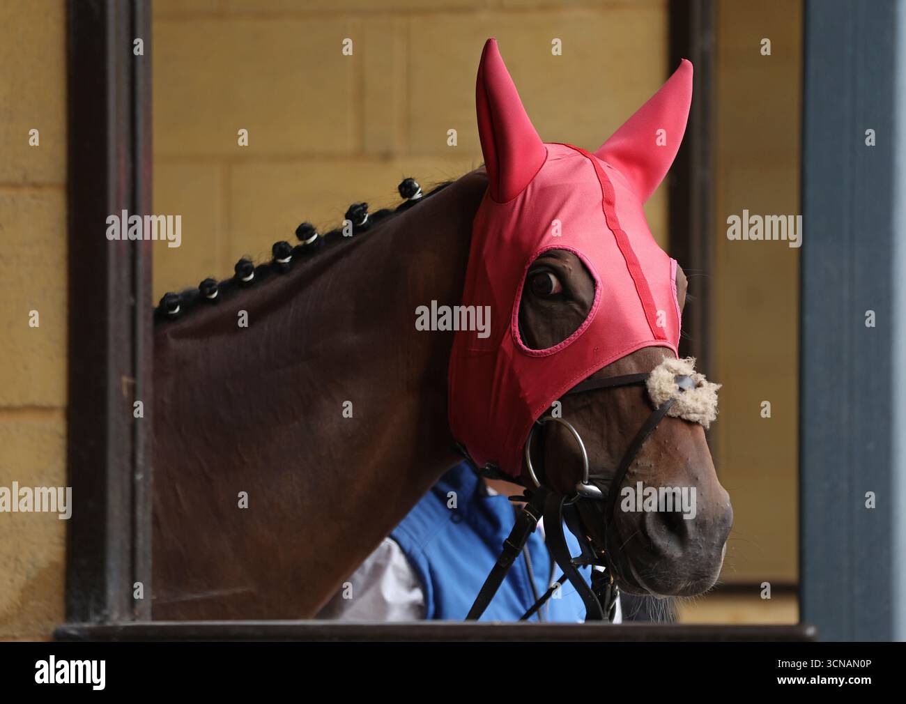 Lieber Power in the pre-parade ring Dubai Duty Free Autumn Cup Handicap ...