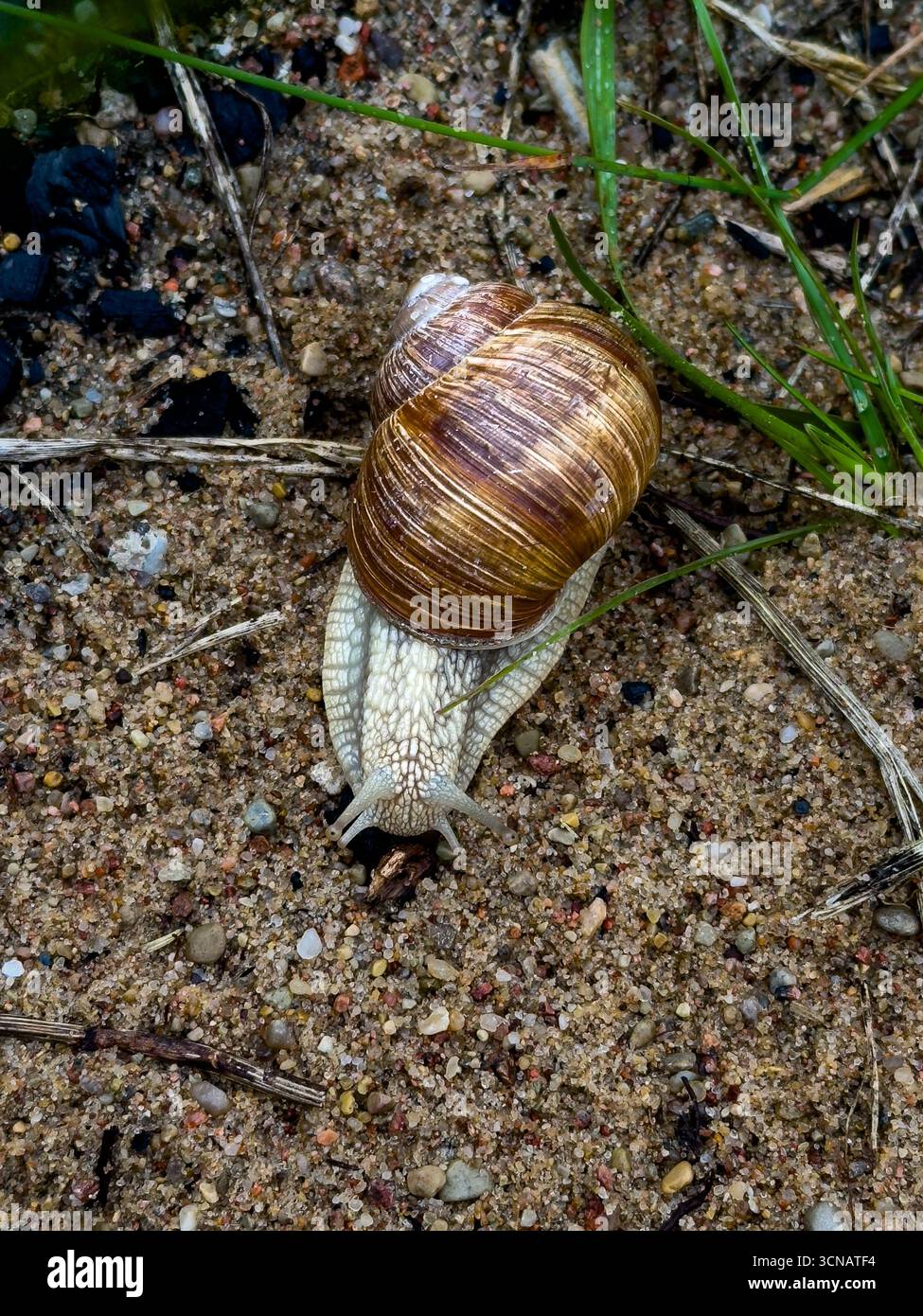 Snail moves slowly across sandy hi-res stock photography and images - Alamy