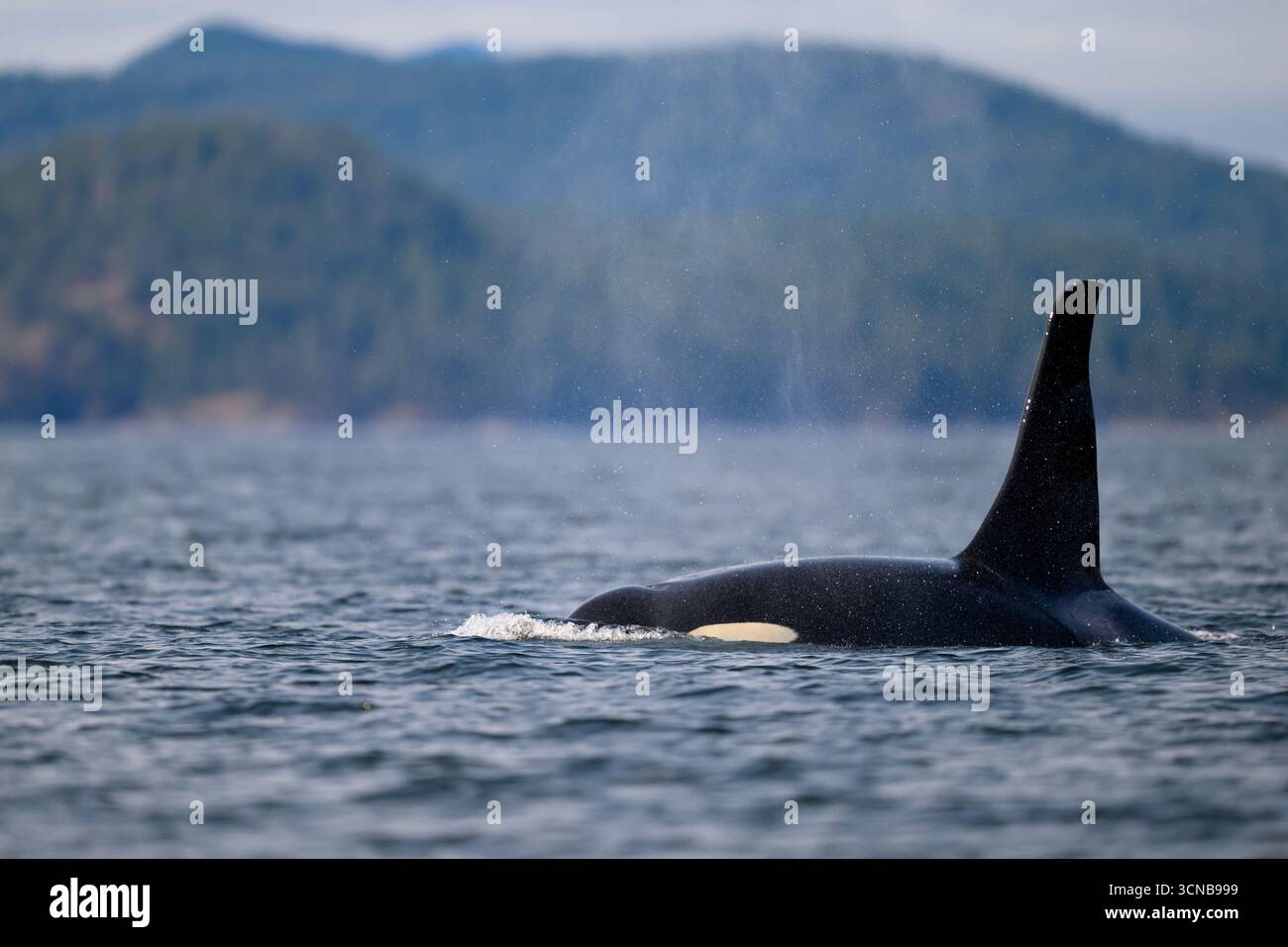 A61 male orca known as surge swimming off the coast of Vancouver Island ...