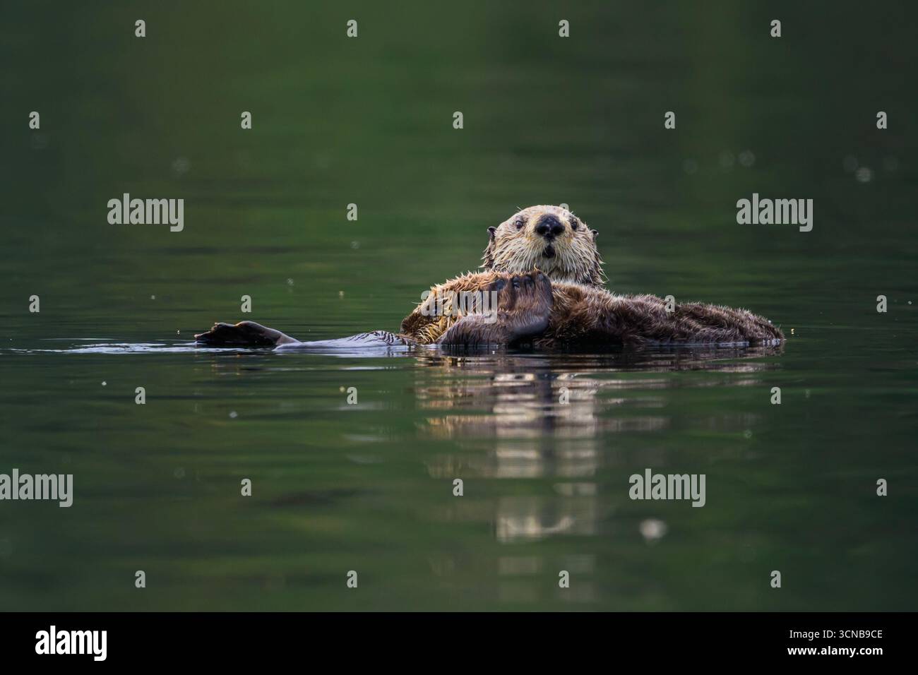 Mother sea otter nursing her young off the co Stock Photo - Alamy
