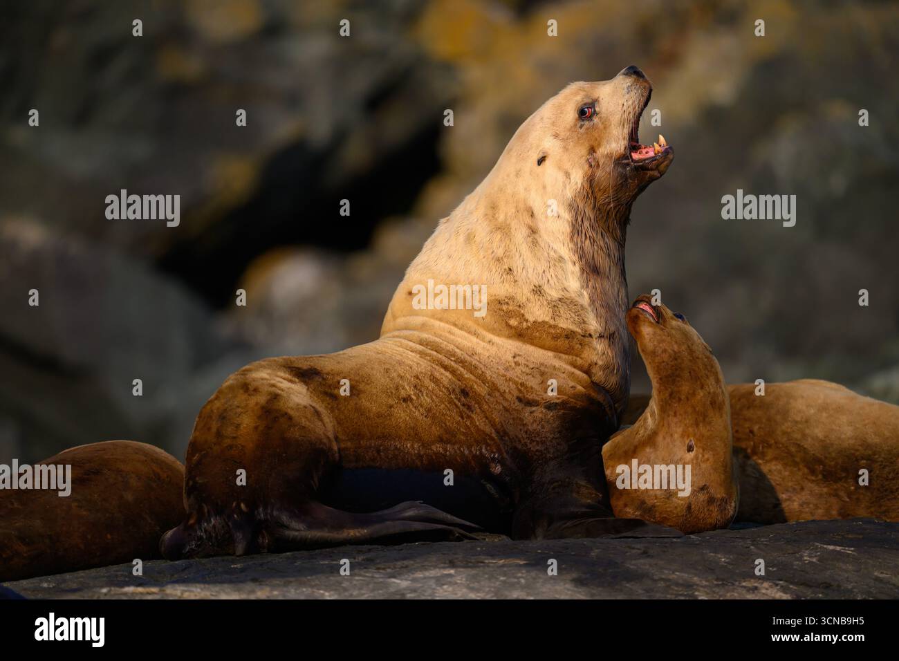 Steller sea lions vocalizing hi-res stock photography and images - Alamy
