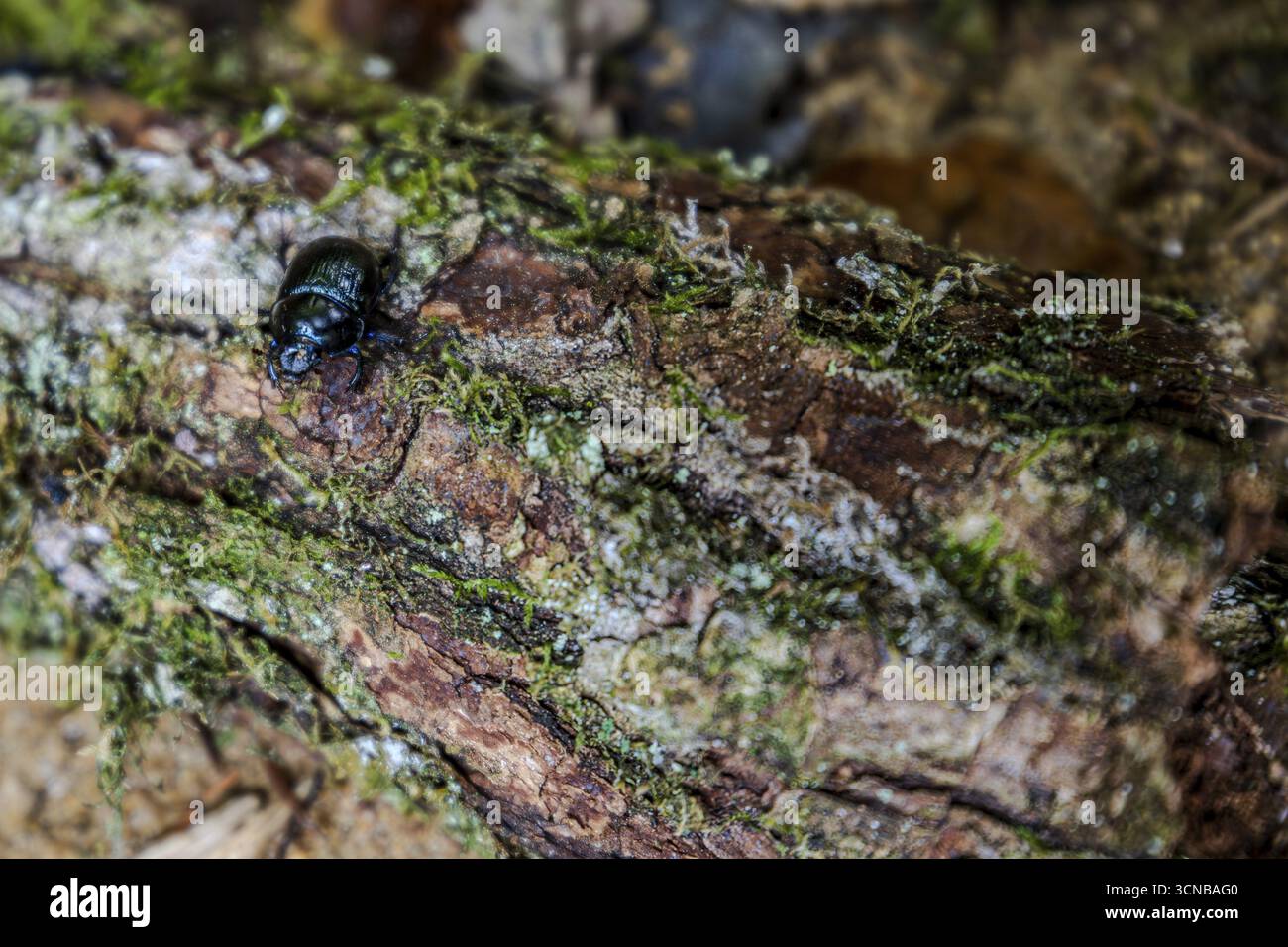 A forest dung beetle (Anoplotrupes stercorosus) moves over a damp, moss ...