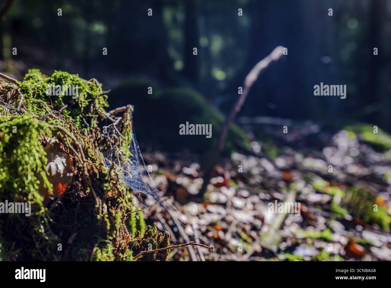 A thin spider's web catches the light of the sun in a quiet forest. The ...