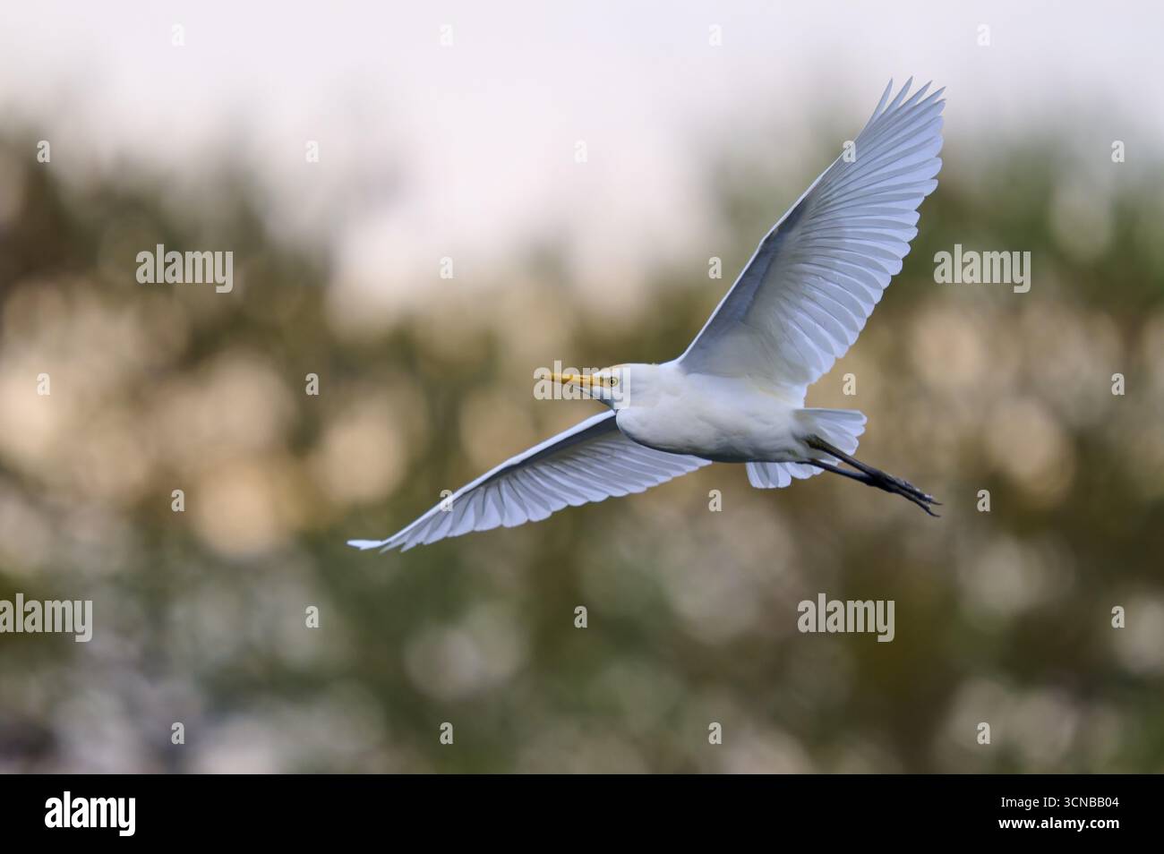 A white bird flies in the open sky, calm atmosphere, Cattle Egret ...