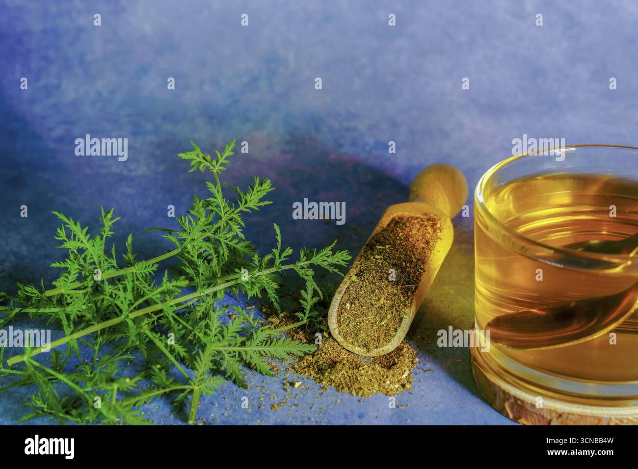Glass of artemisia annua tea with fresh plant and dried leaves on blue ...
