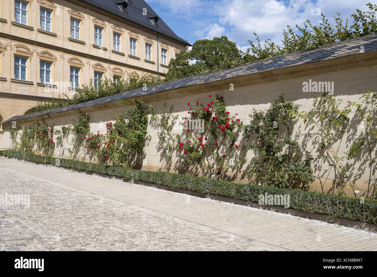 Climbing roses on a wall, Rose Garden, New Residence, UNESCO World ...