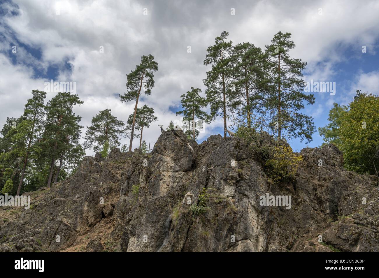 Domestic goats (Capra aegagrus hircus) on a climbing rock, Obertrubach ...