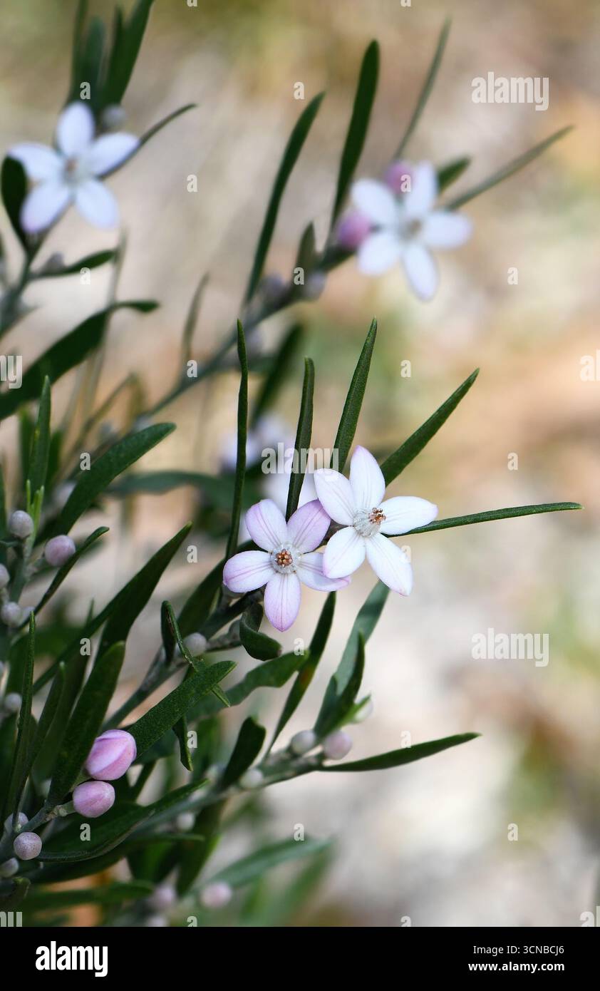 Pink Waxflower, Eriostemon australasius, family Rutaceae, growing in ...