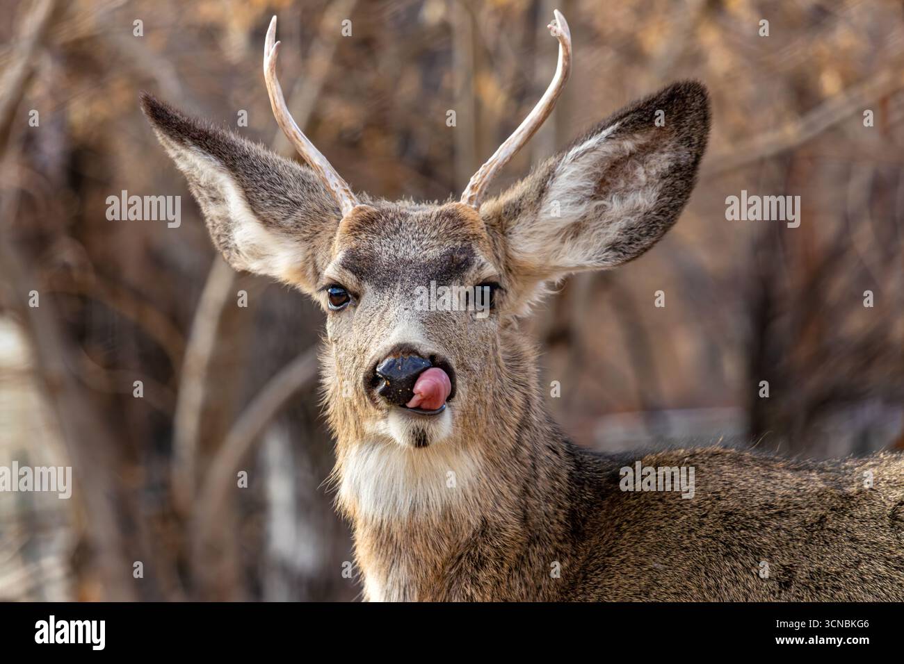 A young sierra mule deer looking funny and goofy by licking his nose ...