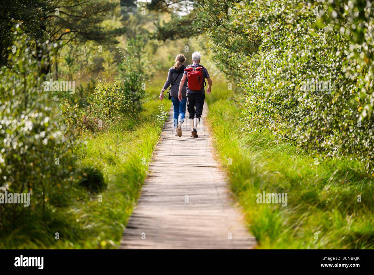 20 September 2025, Lower Saxony, Schneverdingen: A couple hikes in the ...