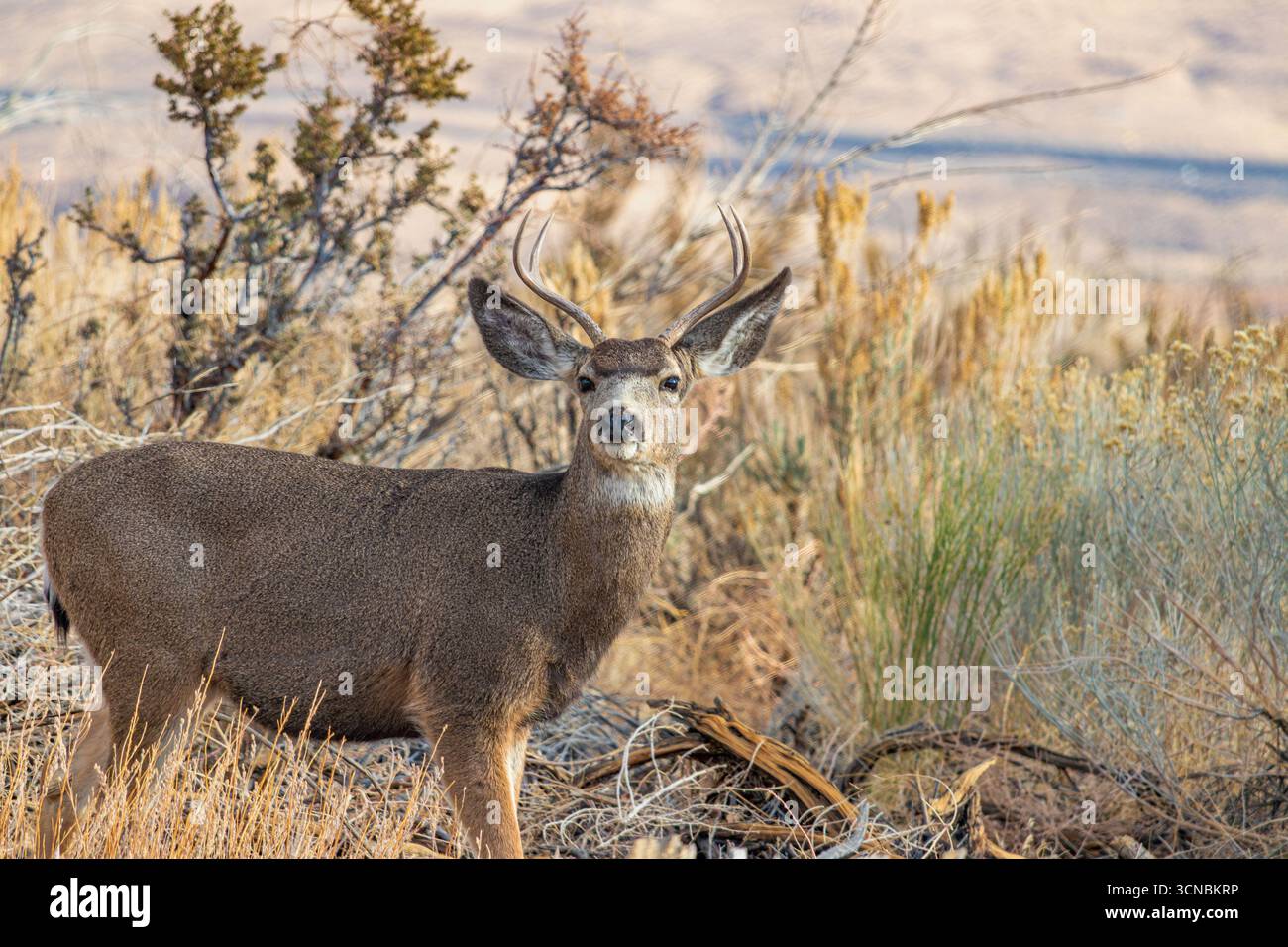 Females dominate hi-res stock photography and images - Alamy