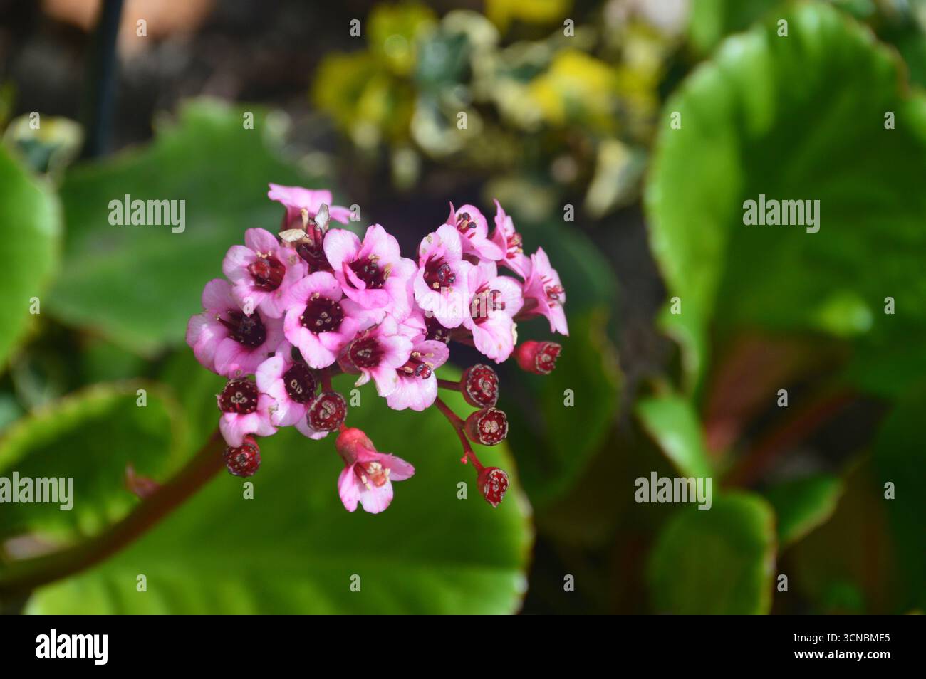 Purple/Pink Bergenia Crassifolia 'Korean Elephant's Ears' Flowers on ...