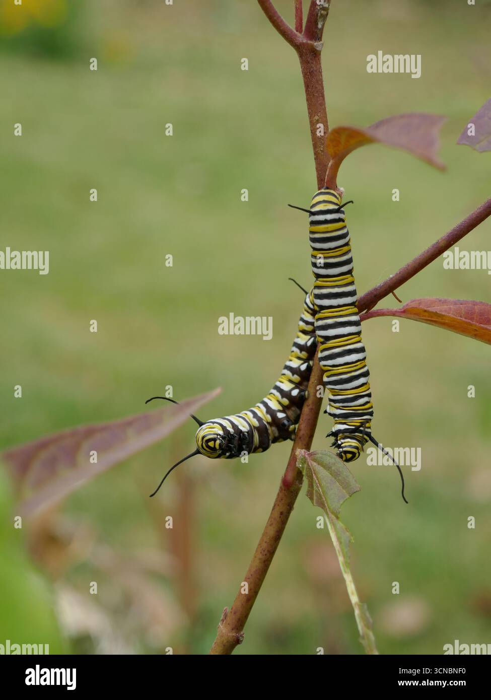 Two monarch butterfly caterpillars crawling on plant stem Stock Photo ...