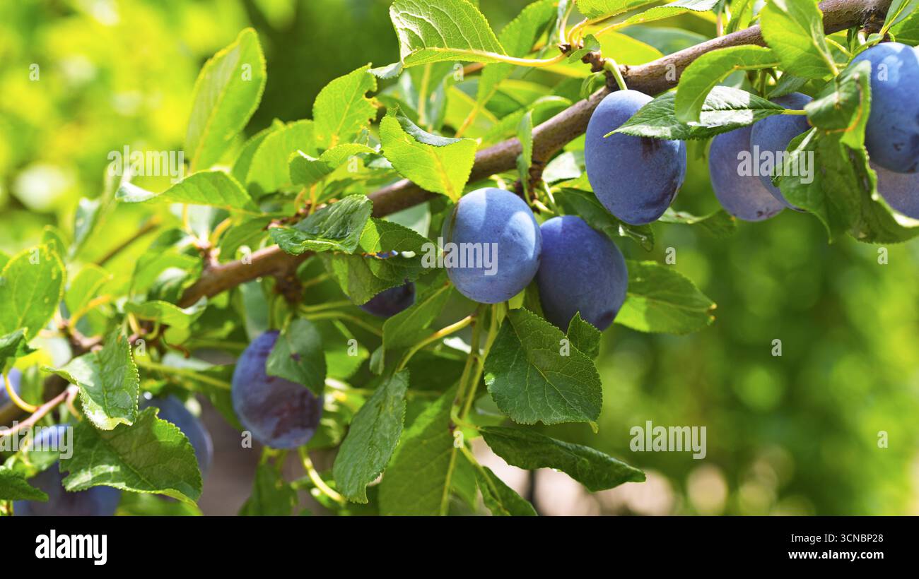 A tree with blue fruit hanging from it. The fruit is ripe and ready to ...