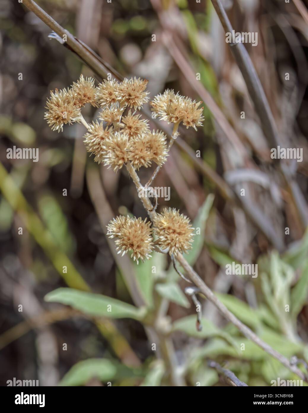 A macela plant ground in the harsh condition of the La Candelaria ...