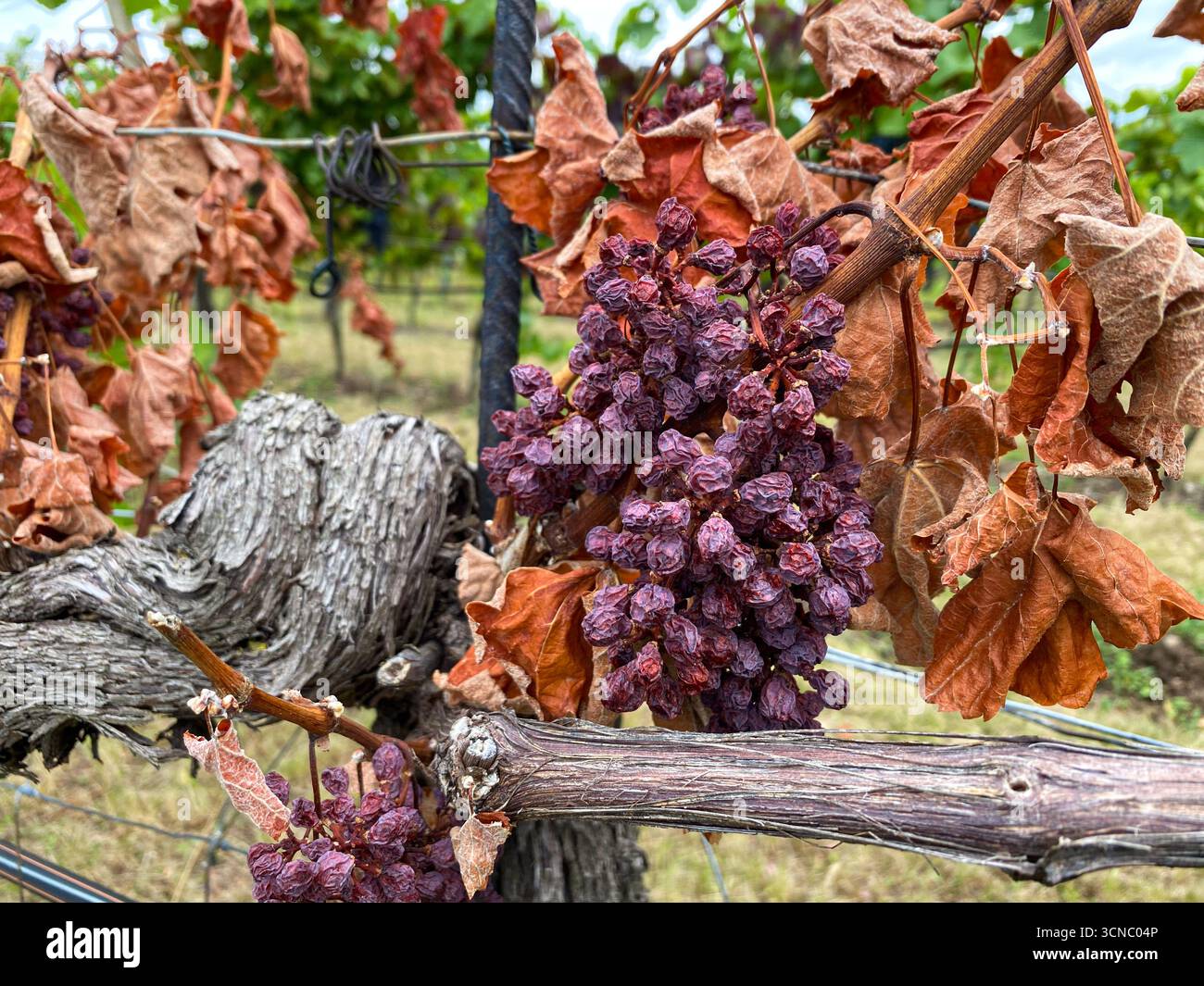 Bad disease hi-res stock photography and images - Alamy