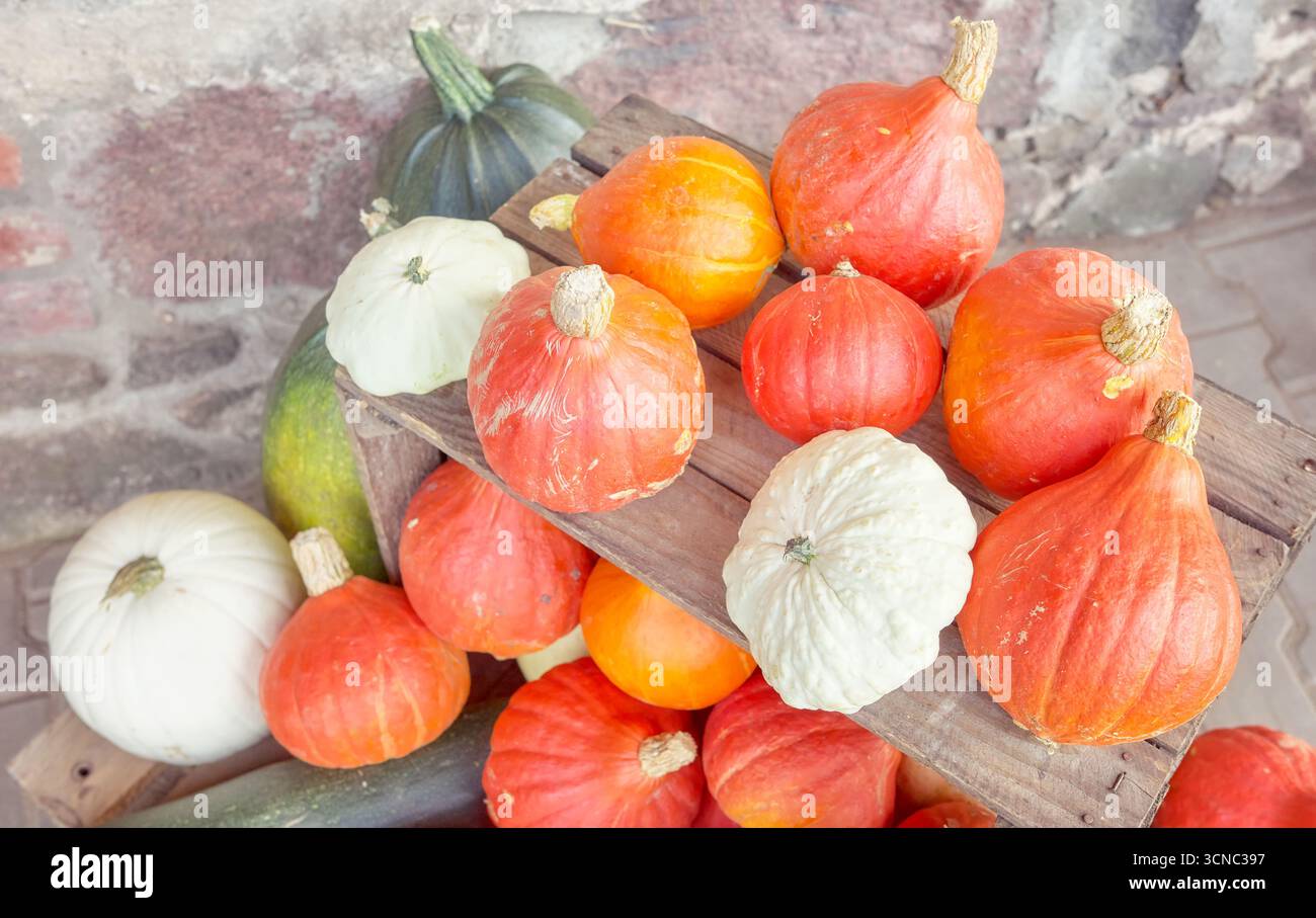 Display of various types of pumpkins, selective focus Stock Photo - Alamy