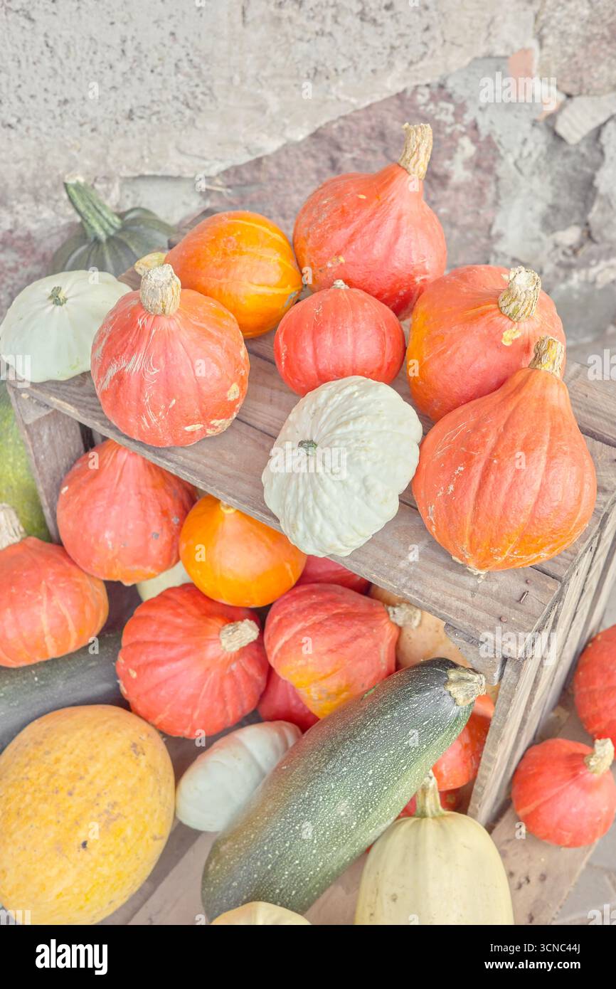 Display of various types of pumpkins, selective focus Stock Photo - Alamy