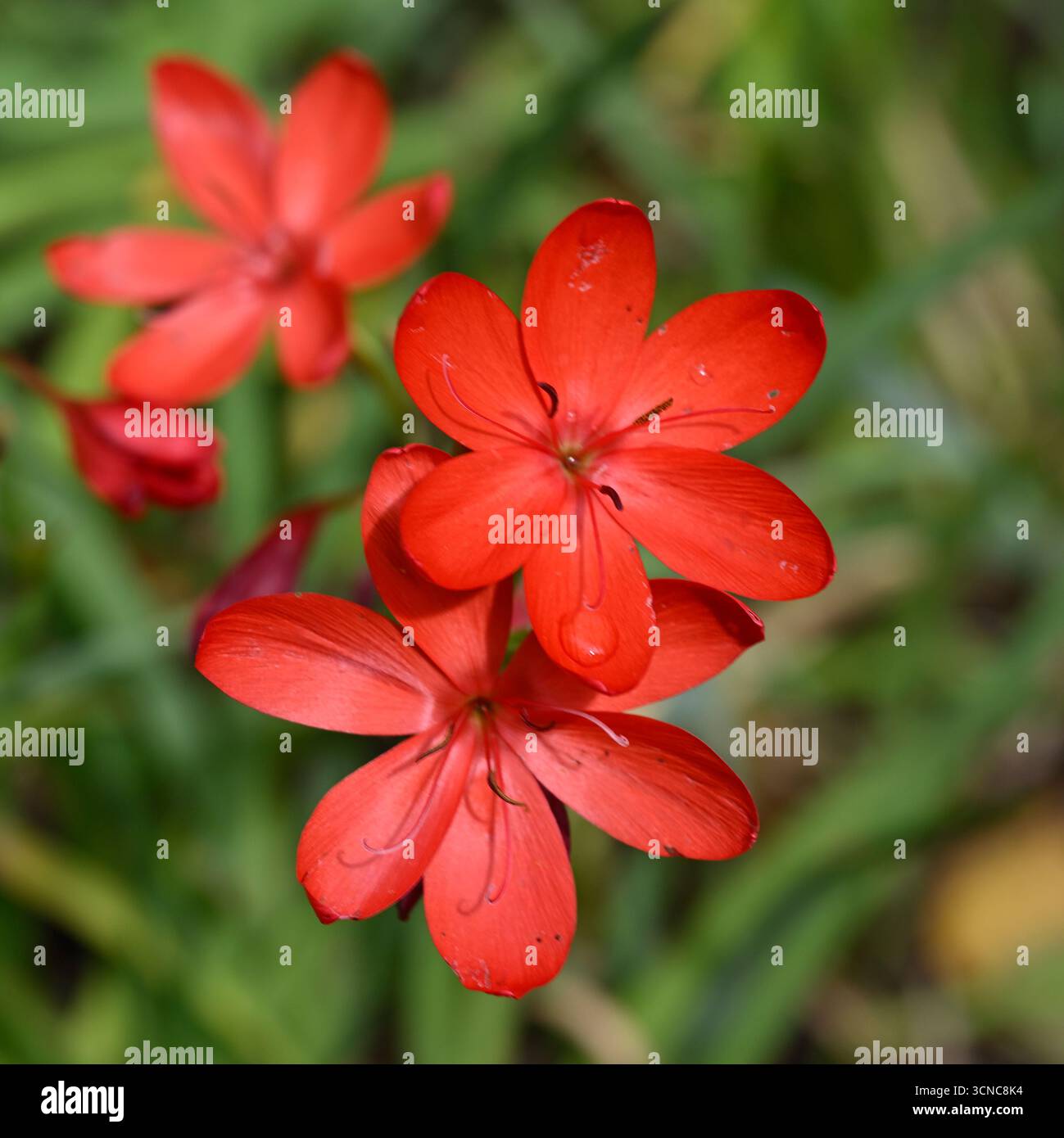 red autumn flowers of crimson flag lily also known as Schizostylis ...