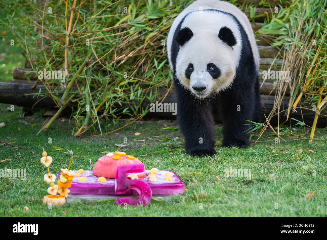 Madrid, Spain. 20th Sep, 2025. Male giant panda Jin Xi receiving a ...