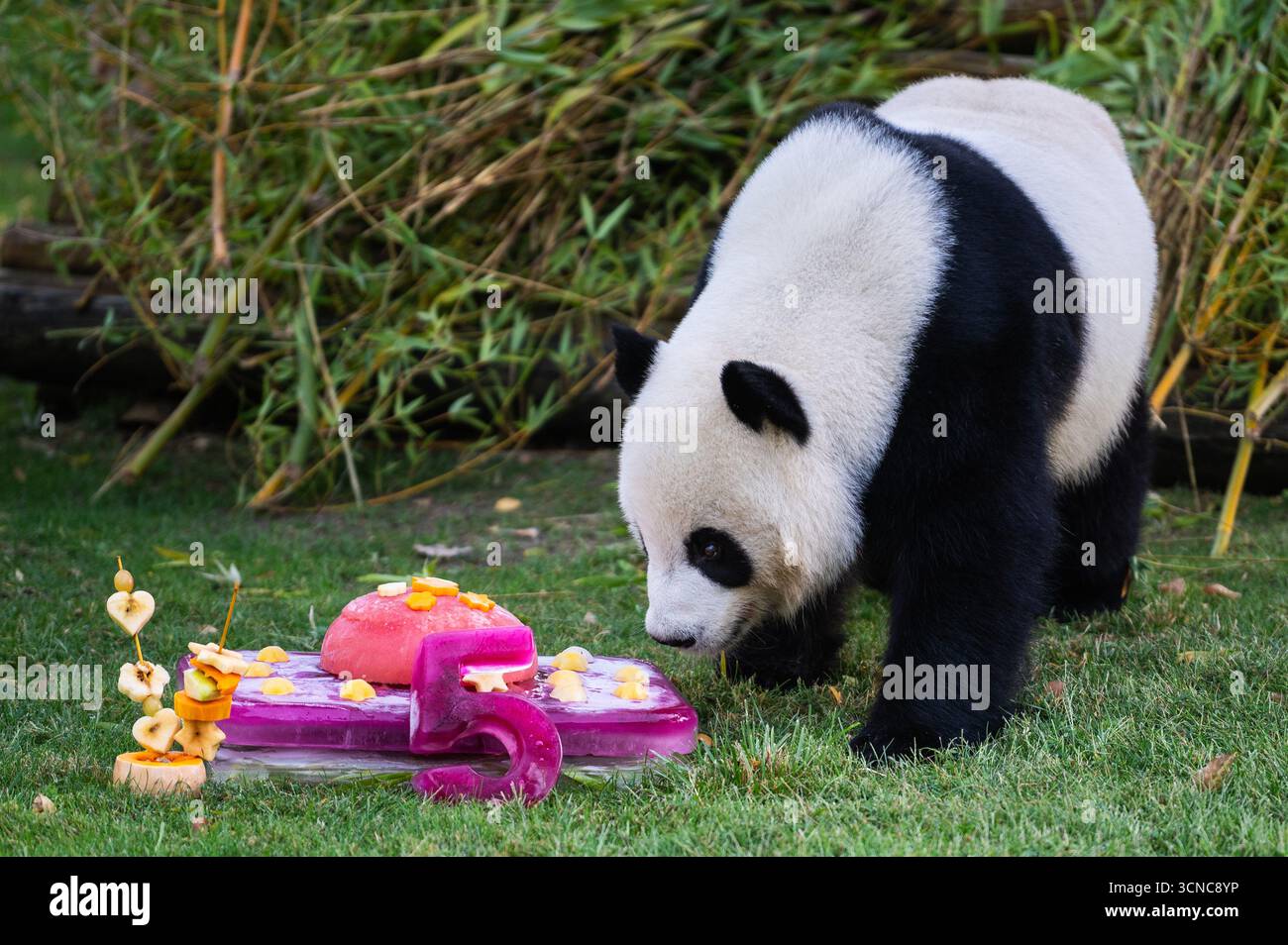 Madrid, Spain. 20th Sep, 2025. Male giant panda Jin Xi receiving a ...
