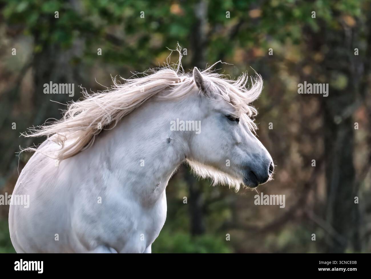 Stallion head art hi-res stock photography and images - Alamy