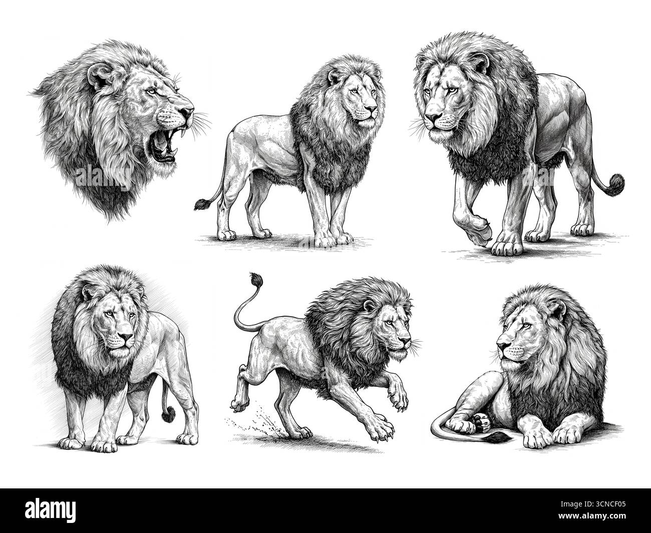 Vintage wild animal monochrome Cut Out Stock Images & Pictures - Alamy