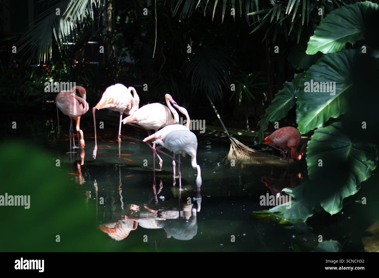 Flamingos drinking water in hi-res stock photography and images - Alamy