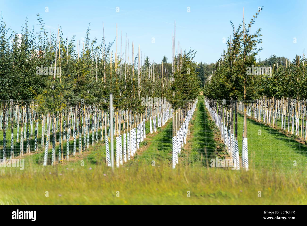 Bavaria, Germany - September 19, 2025: Rows of young trees in a tree ...