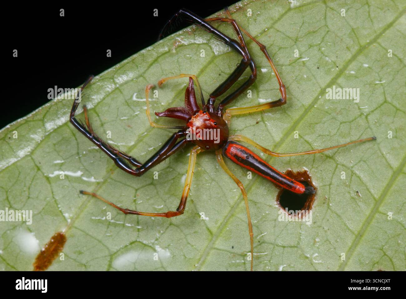 Spider pulau ubin hi-res stock photography and images - Alamy