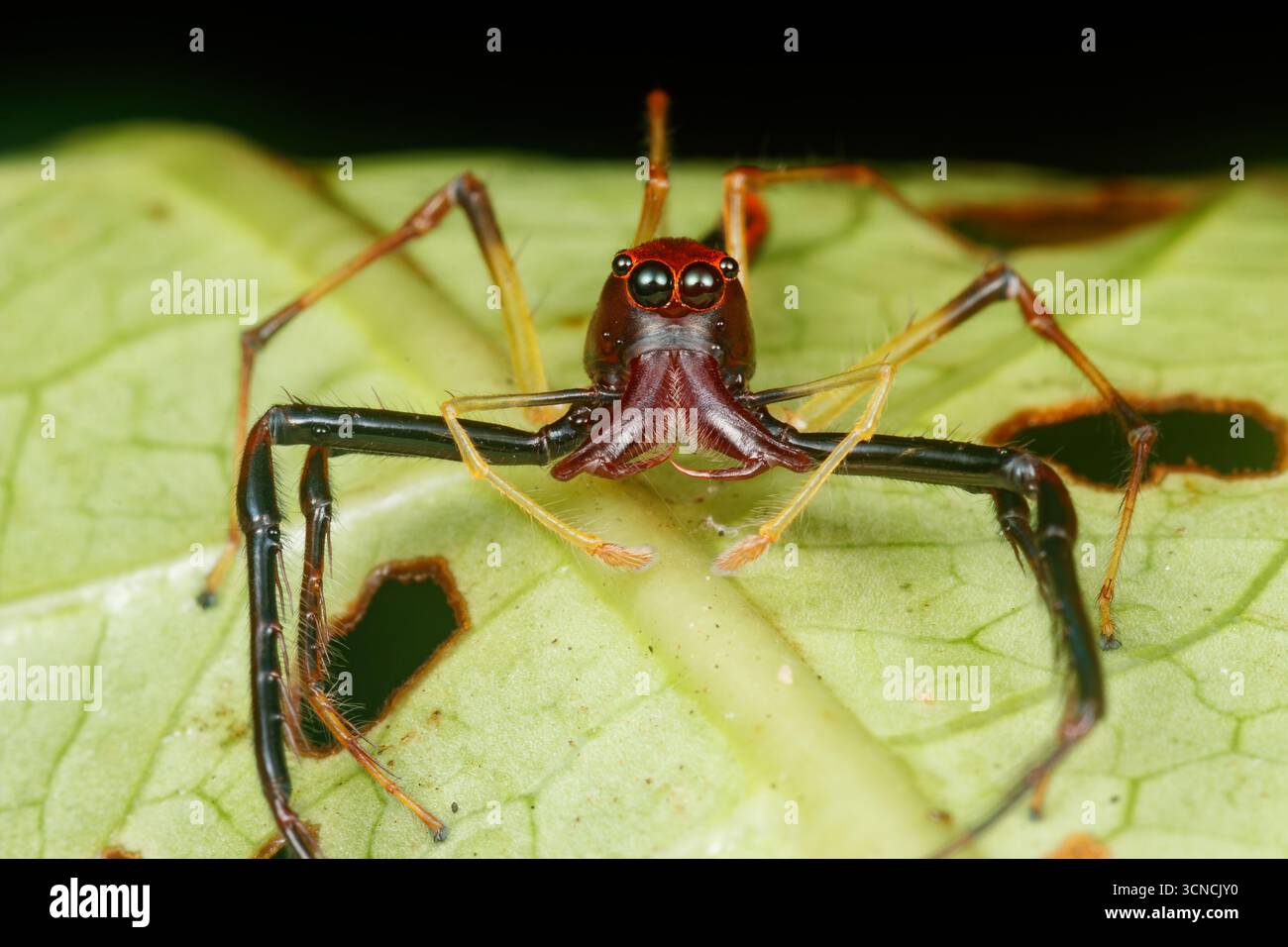 Jumping spider photography singapore hi-res stock photography and ...
