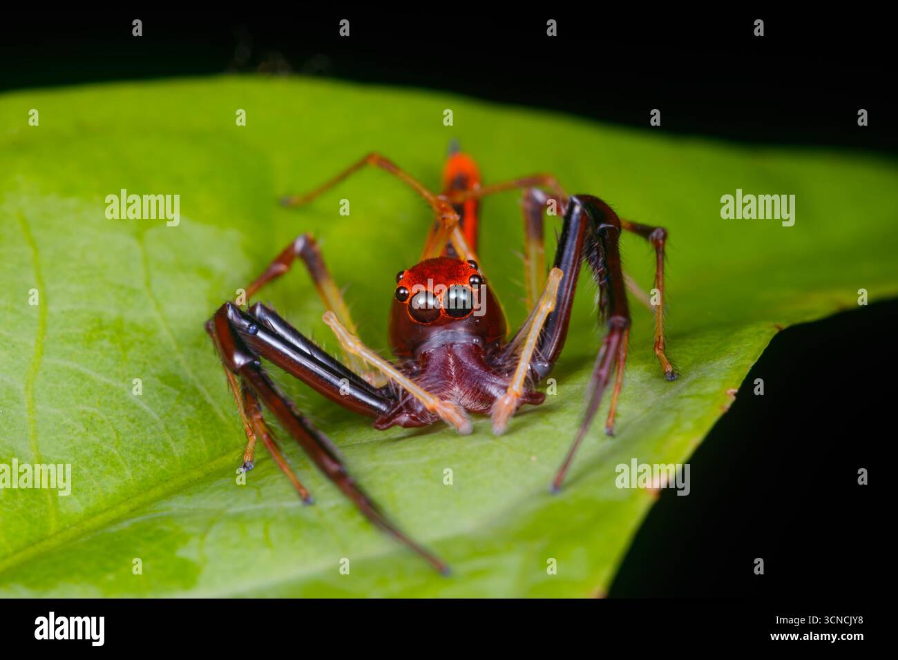 Jumping spider photography singapore hi-res stock photography and ...