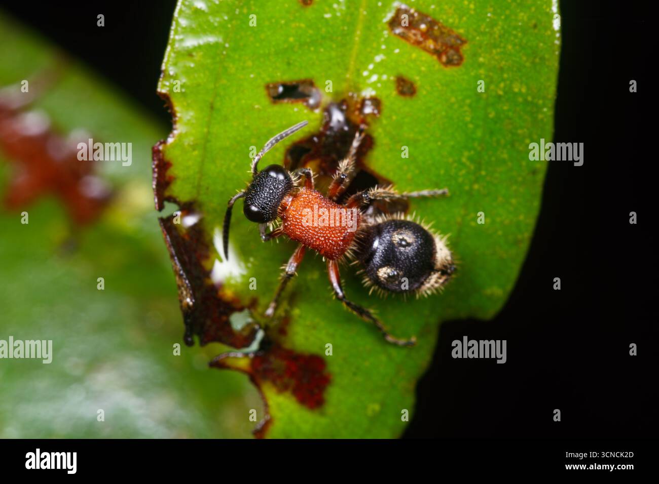 Velvet ant detailed hi-res stock photography and images - Alamy