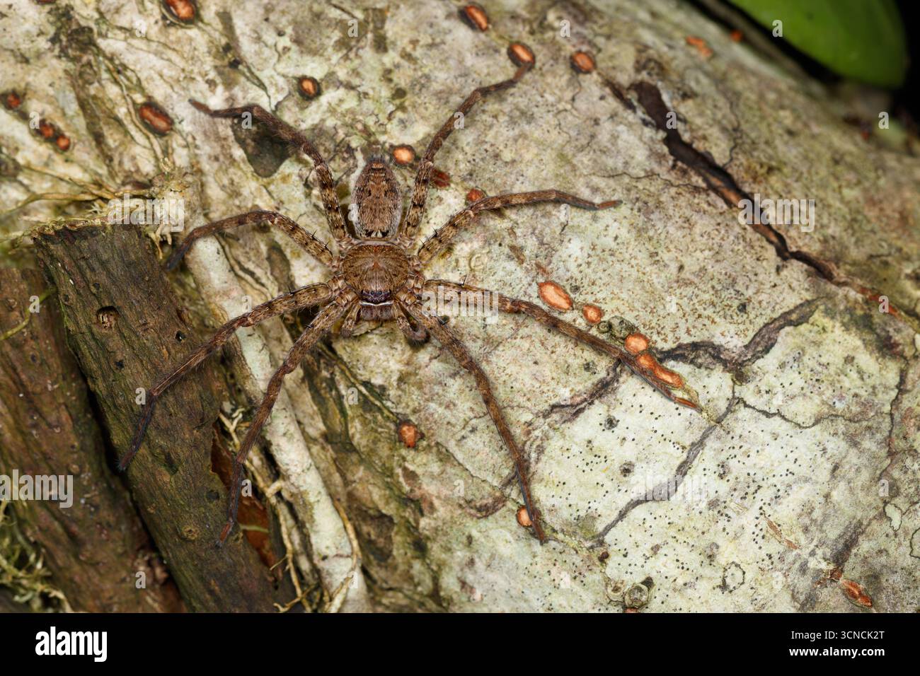 Huntsman photo singapore hi-res stock photography and images - Alamy