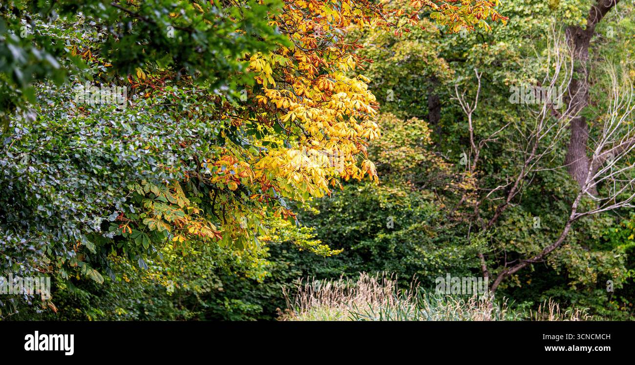 Autumnal weather at Dundee Trottick Mill Ponds in Scotland features ...