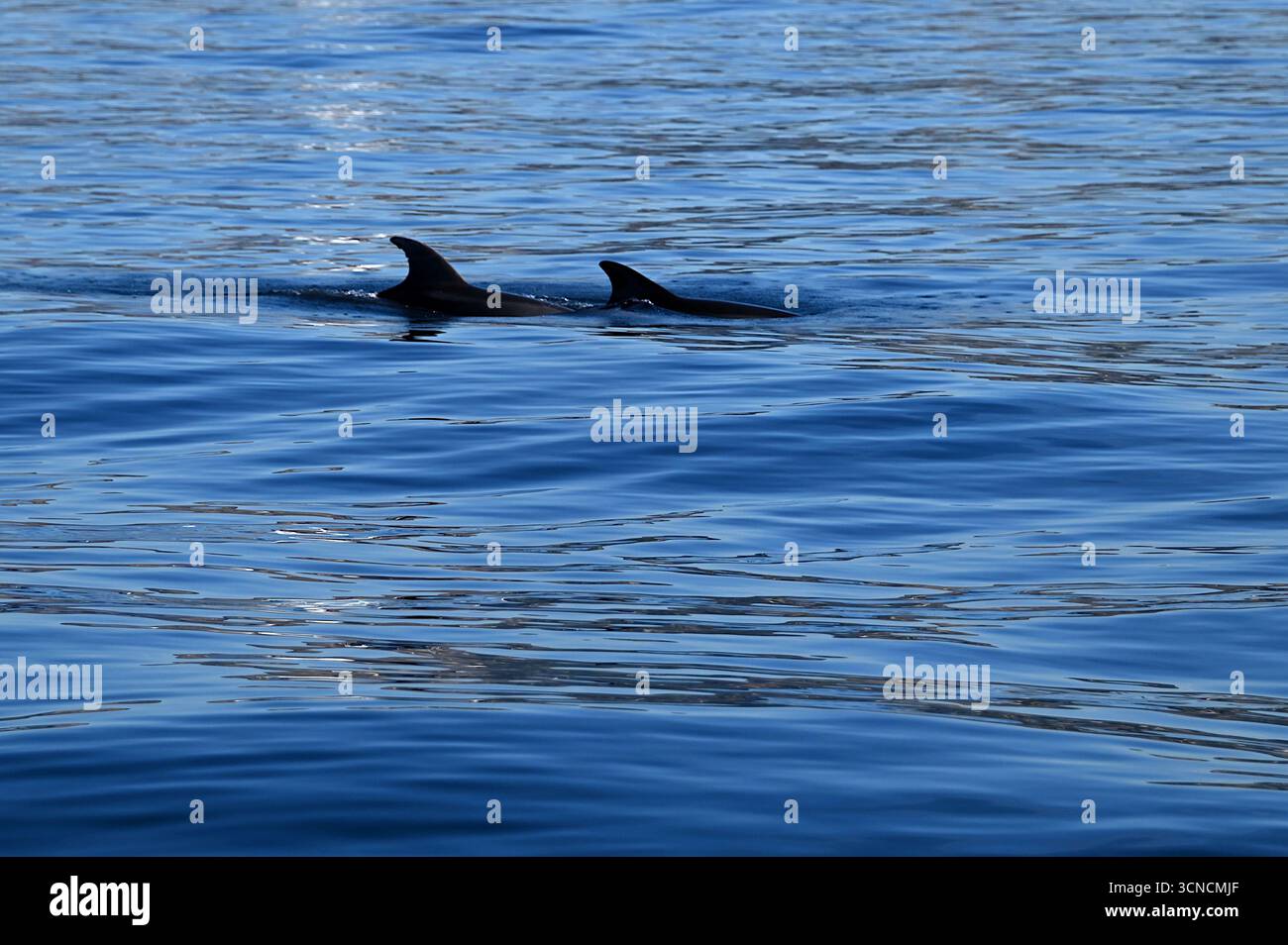 September 18, 2025, Marseille, France: A pair of dolphins swim together ...