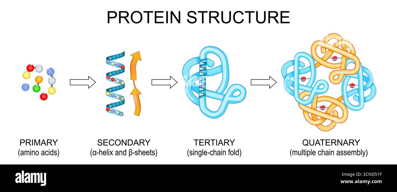 Protein structure. Amino acids lead to multiple chain assembly. Vector illustration Stock Vector ...