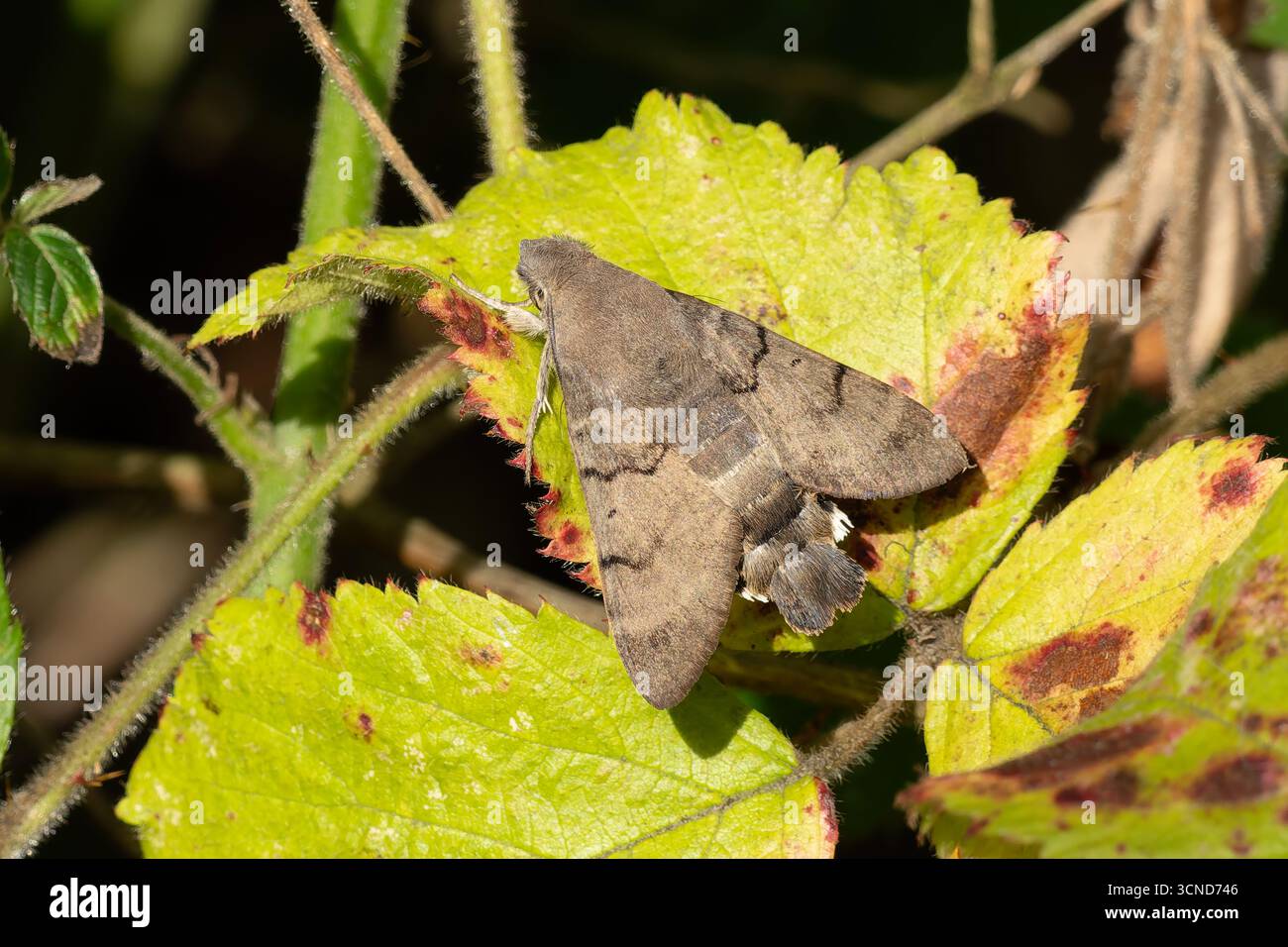 hummingbird hawk moth, Macroglossum stellatarum, adult resting on leaf ...