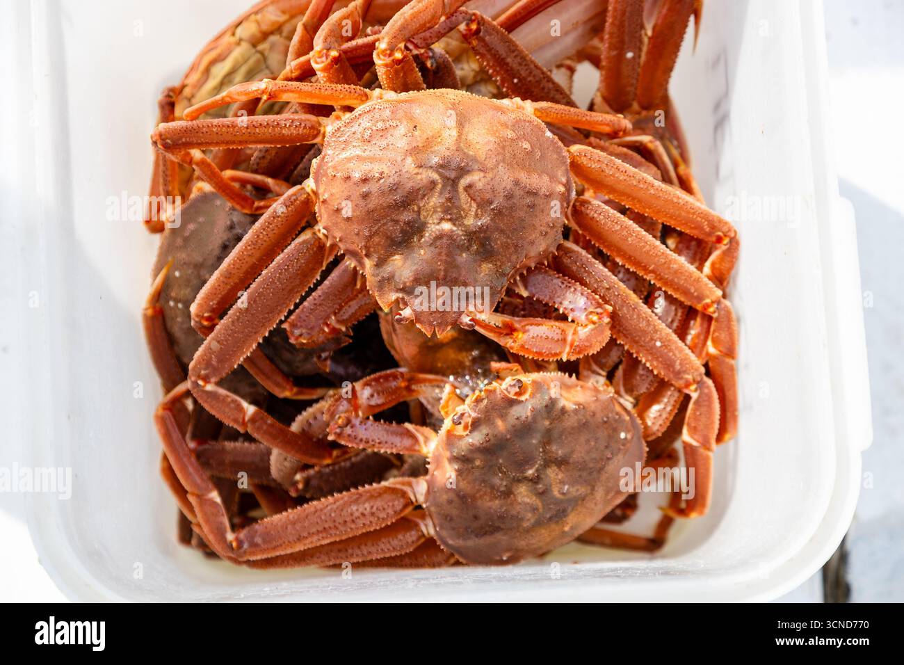 freshly caught Kamchatka crabs in white plastic box from Avacha bay of ...