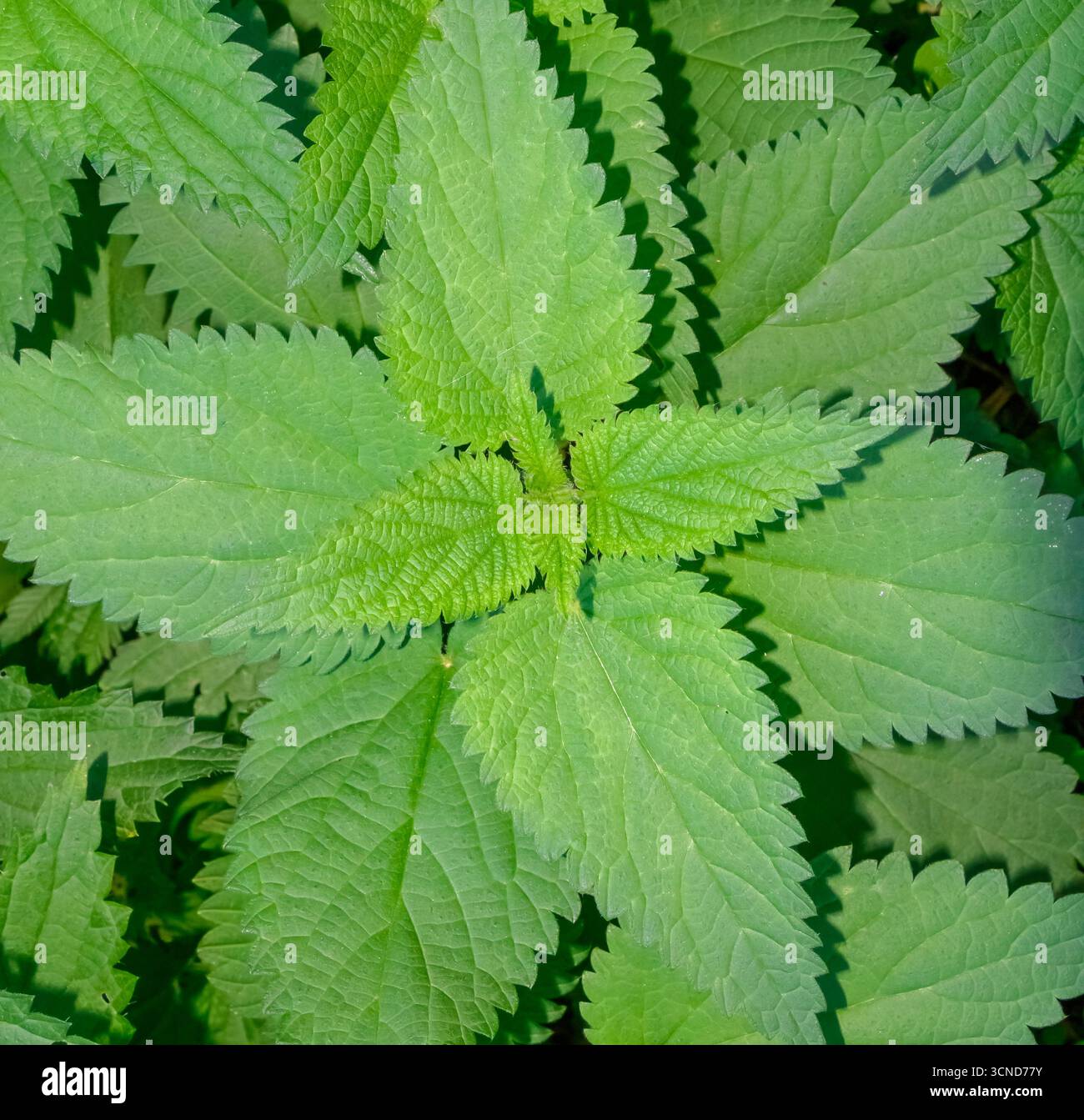 Detailed macro shot of stinging nettle leaves with sharp serrated edges ...