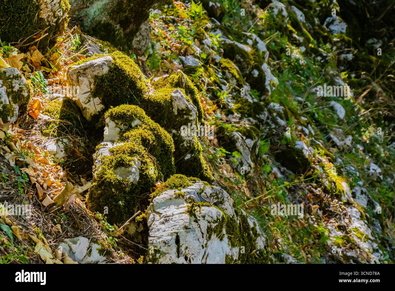 Does Limestone Kill Moss
