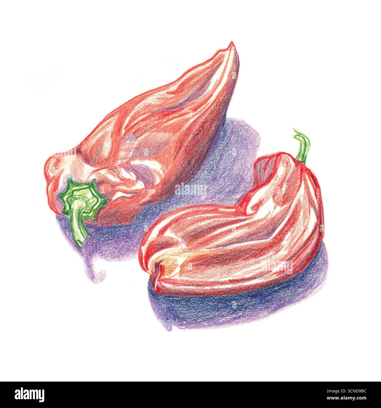 Botanical drawing pencils Cut Out Stock Images & Pictures - Alamy