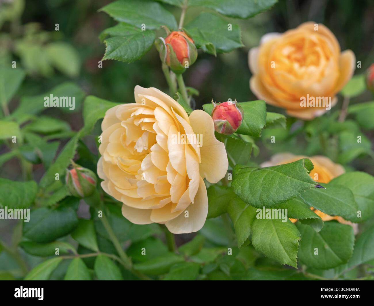 Apricot to peach rose buds hi-res stock photography and images - Alamy
